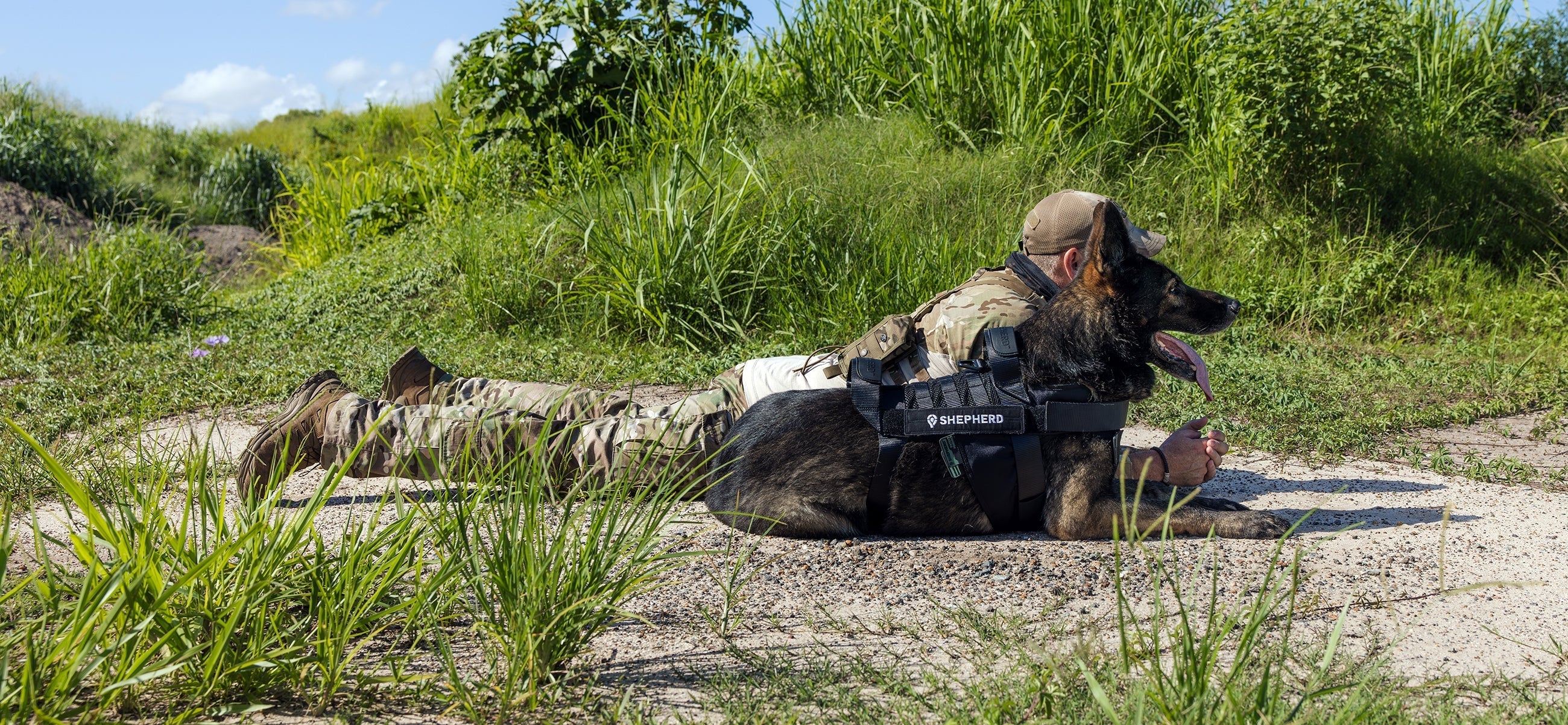 Signs of Heat Stress in Dogs, And How to Prevent It – Shepherd